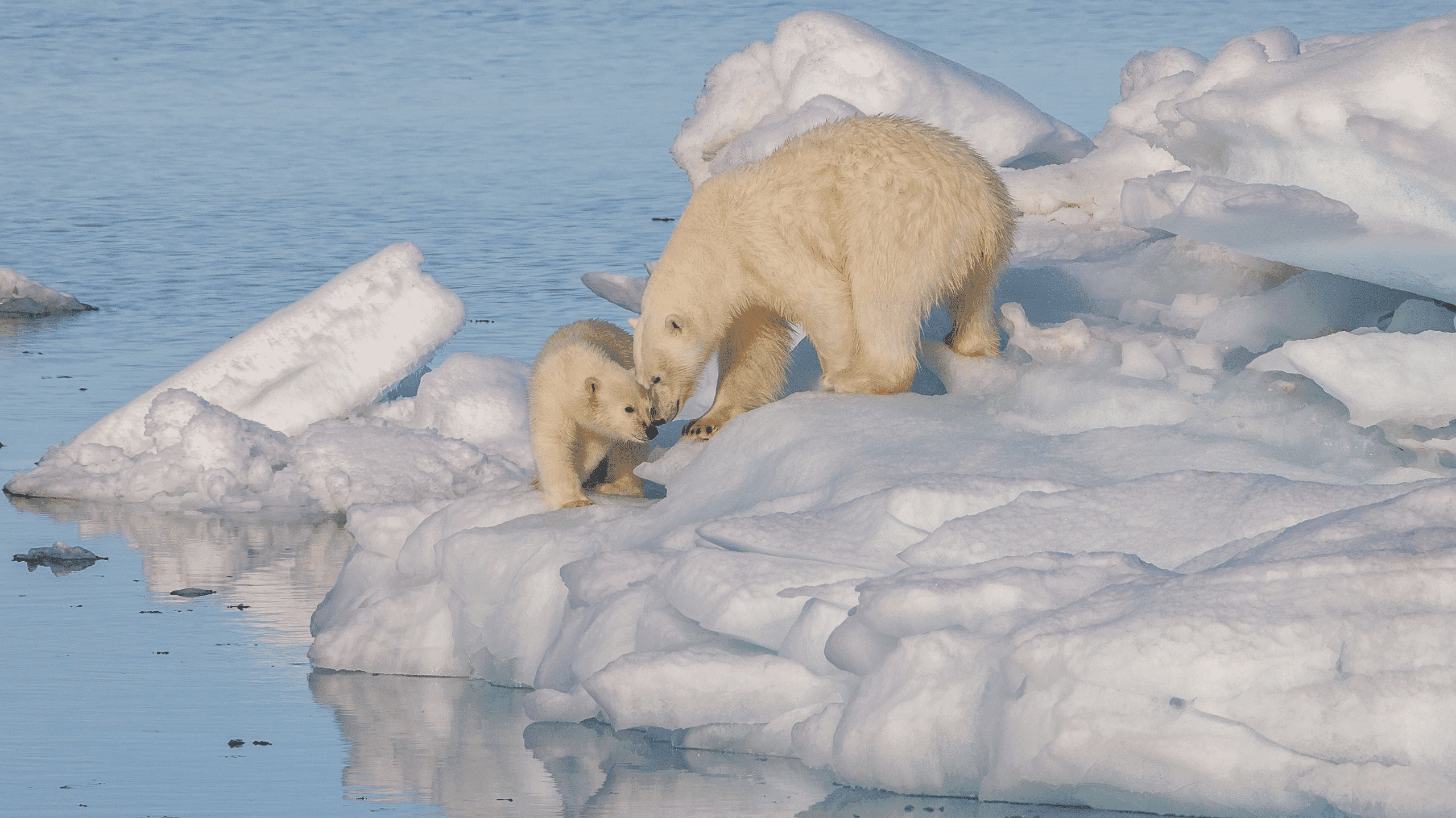 This Canadian Town Built a Jail… for Polar Bears! - Animals Around The ...