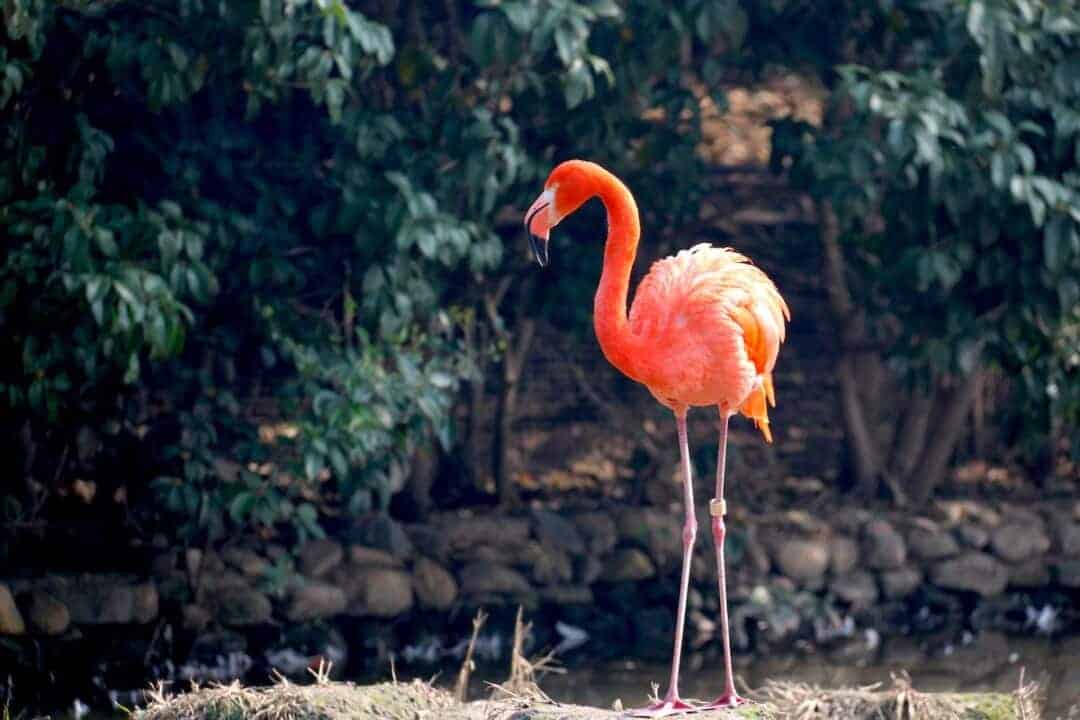 Top 10 Most Lovable Pink Animals - Animals Around The Globe