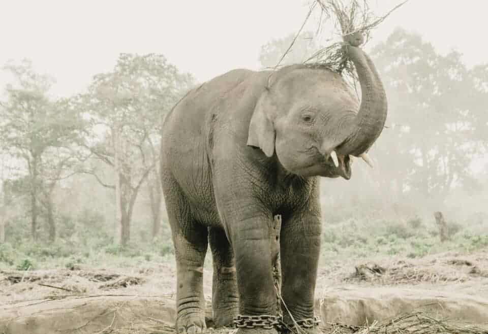 Largest Asian Elephant