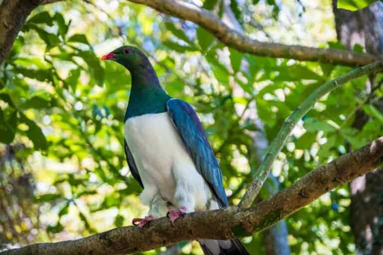 Meet the Kereru: The Drunkest Bird In The World - Animals Around The Globe