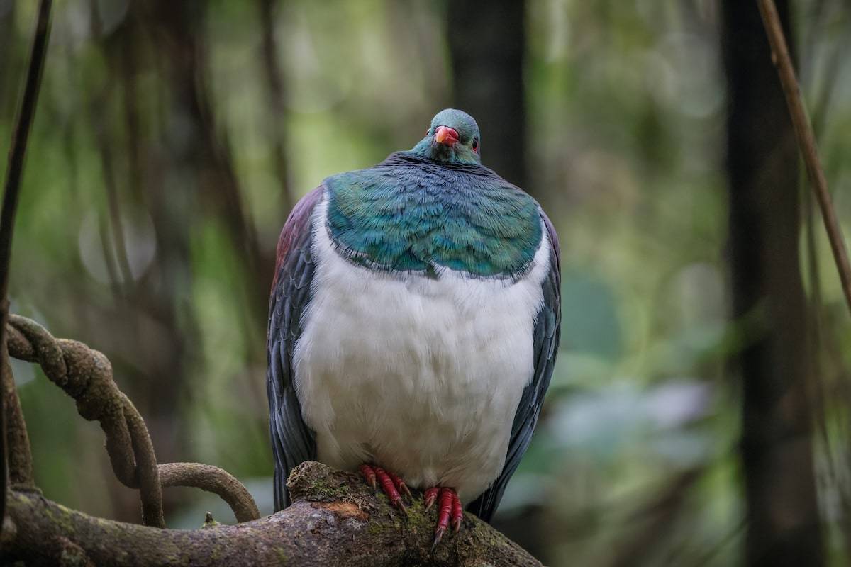 Meet the Kereru: The Drunkest Bird In The World - Animals Around The Globe