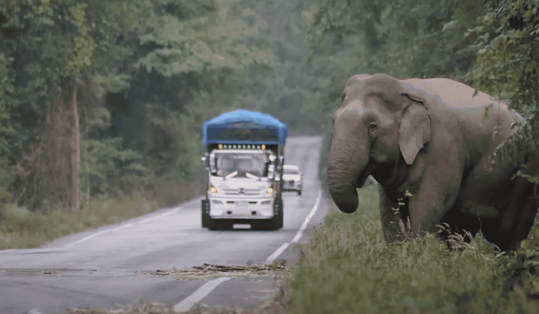 Massive Elephant With Sweet Tooth Steals Sugarcane From Moving Truck ...