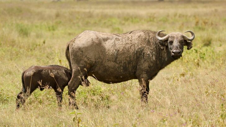 Watch: Buffalo Saves Buffalo From Lion - Animals Around The Globe