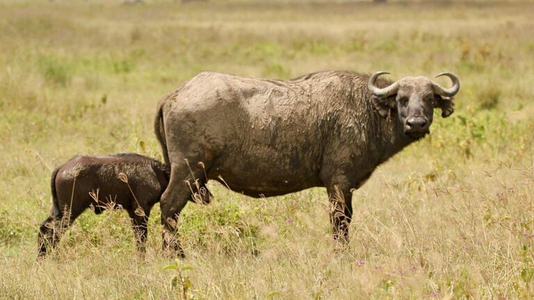 Watch: Buffalo Saves Buffalo From Lion - Animals Around The Globe