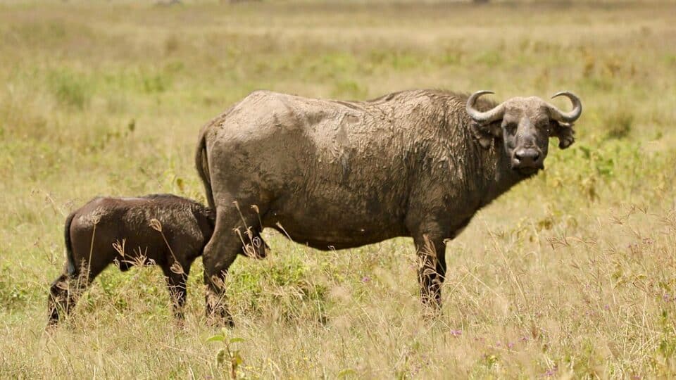 Watch: Buffalo Saves Buffalo From Lion - Animals Around The Globe