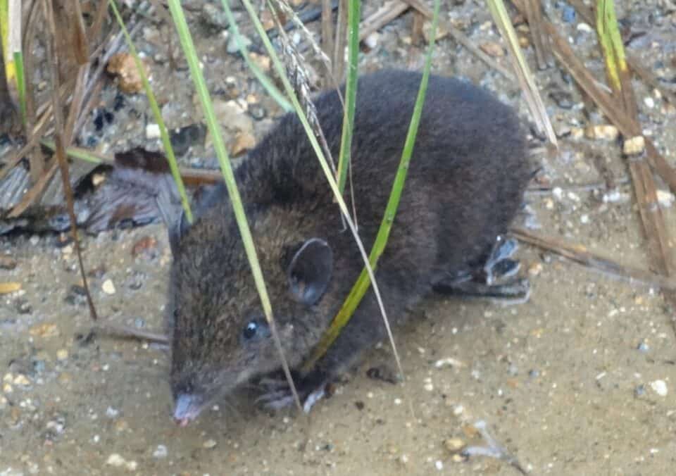 5 New HedgeHog Species Discovered In Southeast Asia