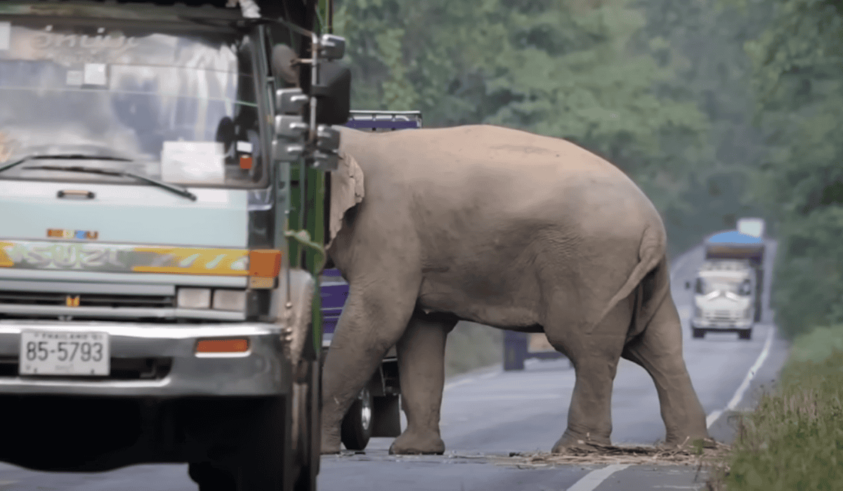 Massive Elephant With Sweet Tooth Steals Sugarcane From Moving Truck ...