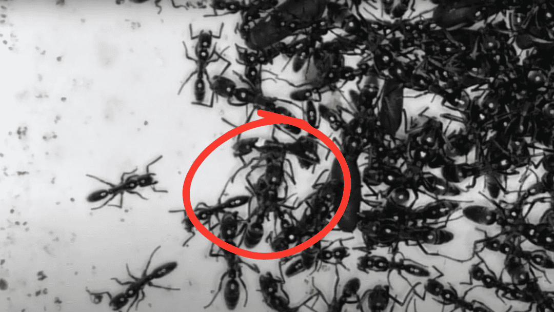 Ants Discovered Using Natural Antibiotics to Treat Infected Wounds ...