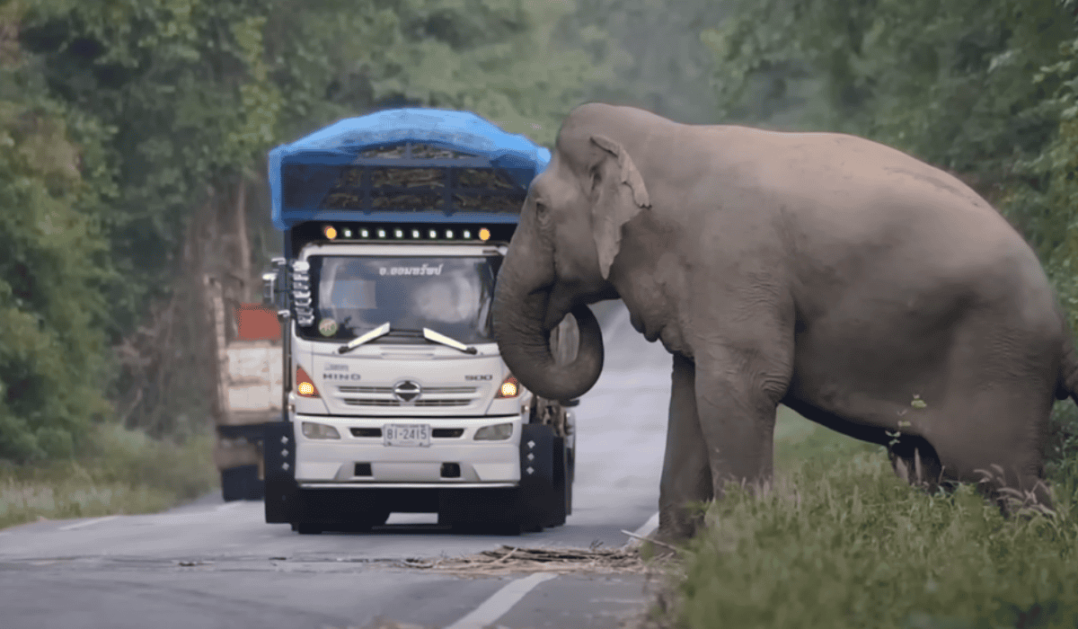 Massive Elephant With Sweet Tooth Steals Sugarcane From Moving Truck ...