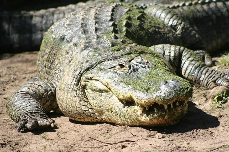 Brave Cat Saves Owner From Two Aggressive Alligators - Animals Around ...