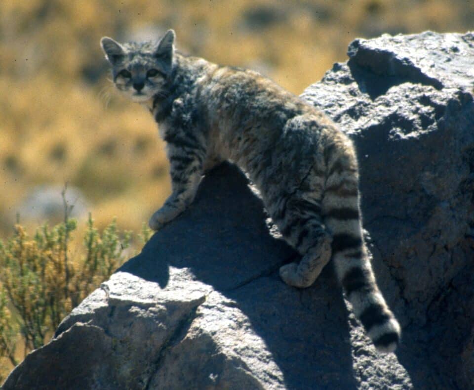Top 10 Animals and Wildlife in the Andes Mountains - Animals Around The ...