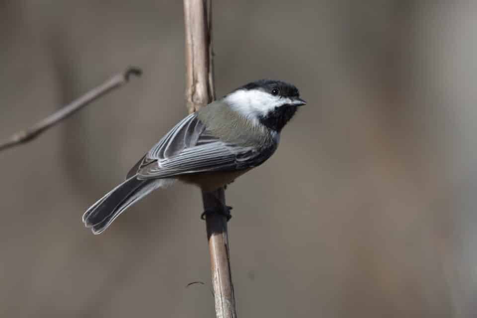 America's Favorite State Birds: A Coast-to-Coast Guide - Animals Around ...