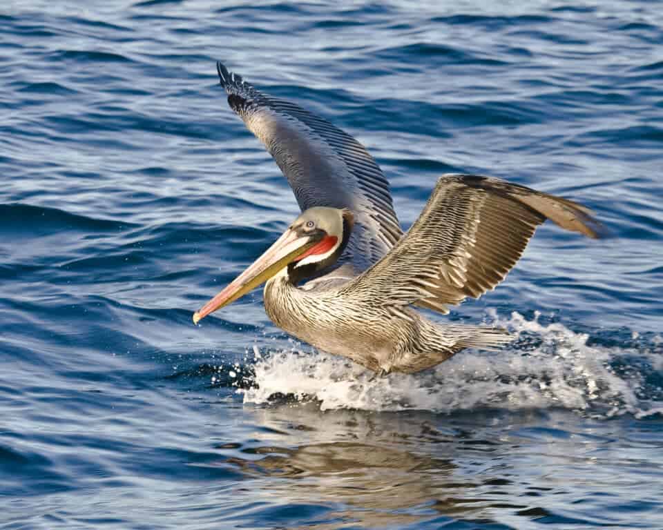The Largest Pelican Flock Ever Spotted Over the U.S.