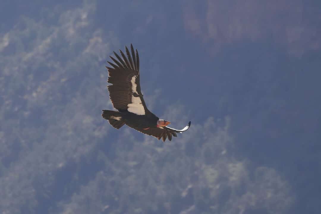 How the California Condor Was Brought Back from the Brink - Animals ...