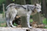 These US States Have Wild Wolves - Animals Around The Globe