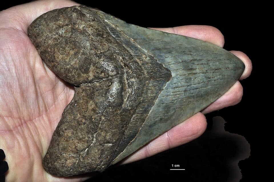 The Oldest Shark Fossil Ever Found in North America