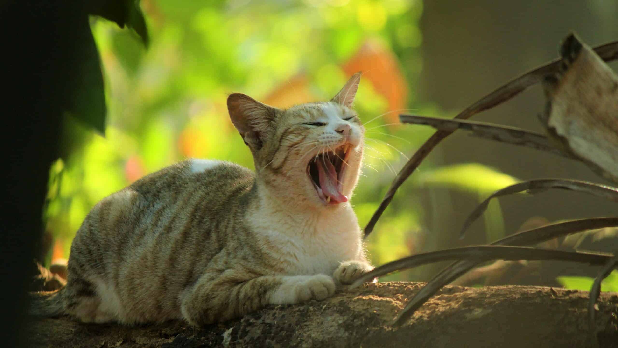 Descubra: Os animais podem bocejar - Animais ao redor do mundo