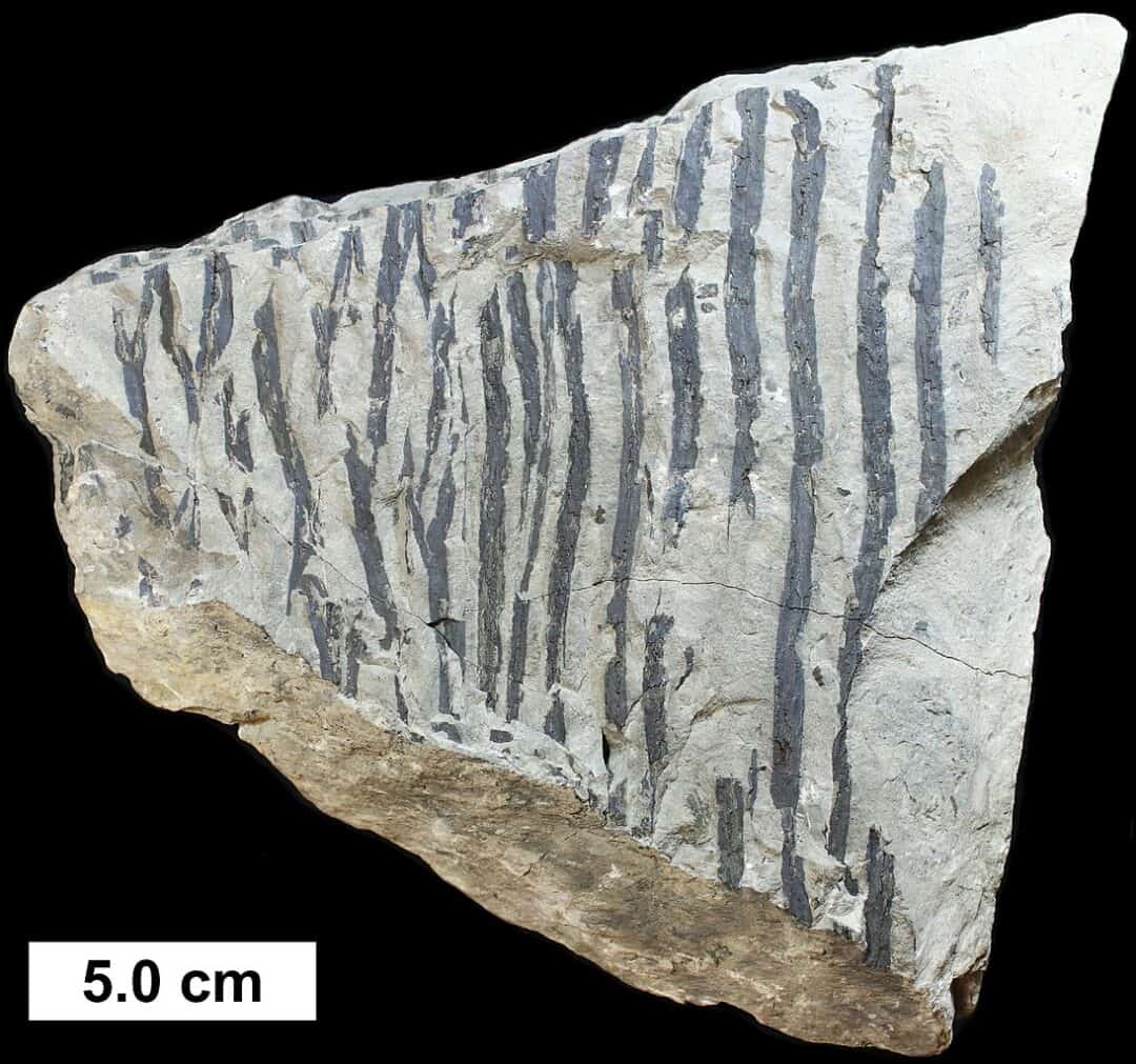 Evidence For World's Oldest Fossilized Forest Discovered in New York ...