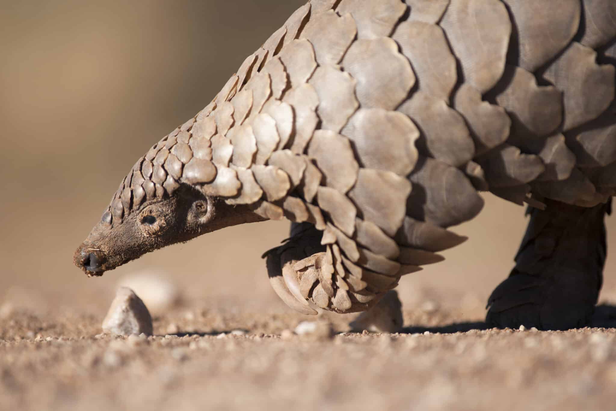 From Awareness to Action: Mobilizing Support for Endangered Animals ...