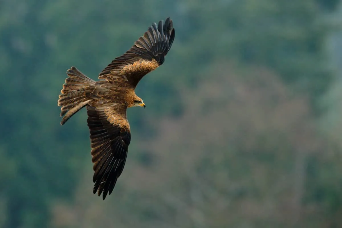 15 Iconic Birds of Prey and Their Incredible Abilities - Animals Around ...