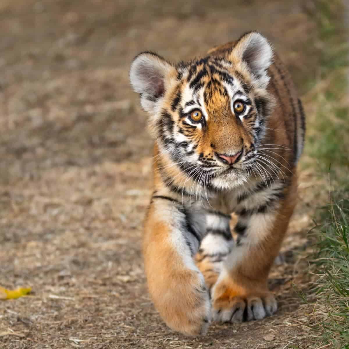 Watch: The First Year of a Tiger Cub’s Life - Animals Around The Globe