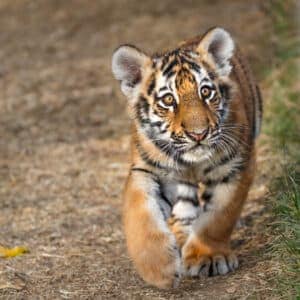 Watch: The First Year of a Tiger Cub’s Life - Animals Around The Globe