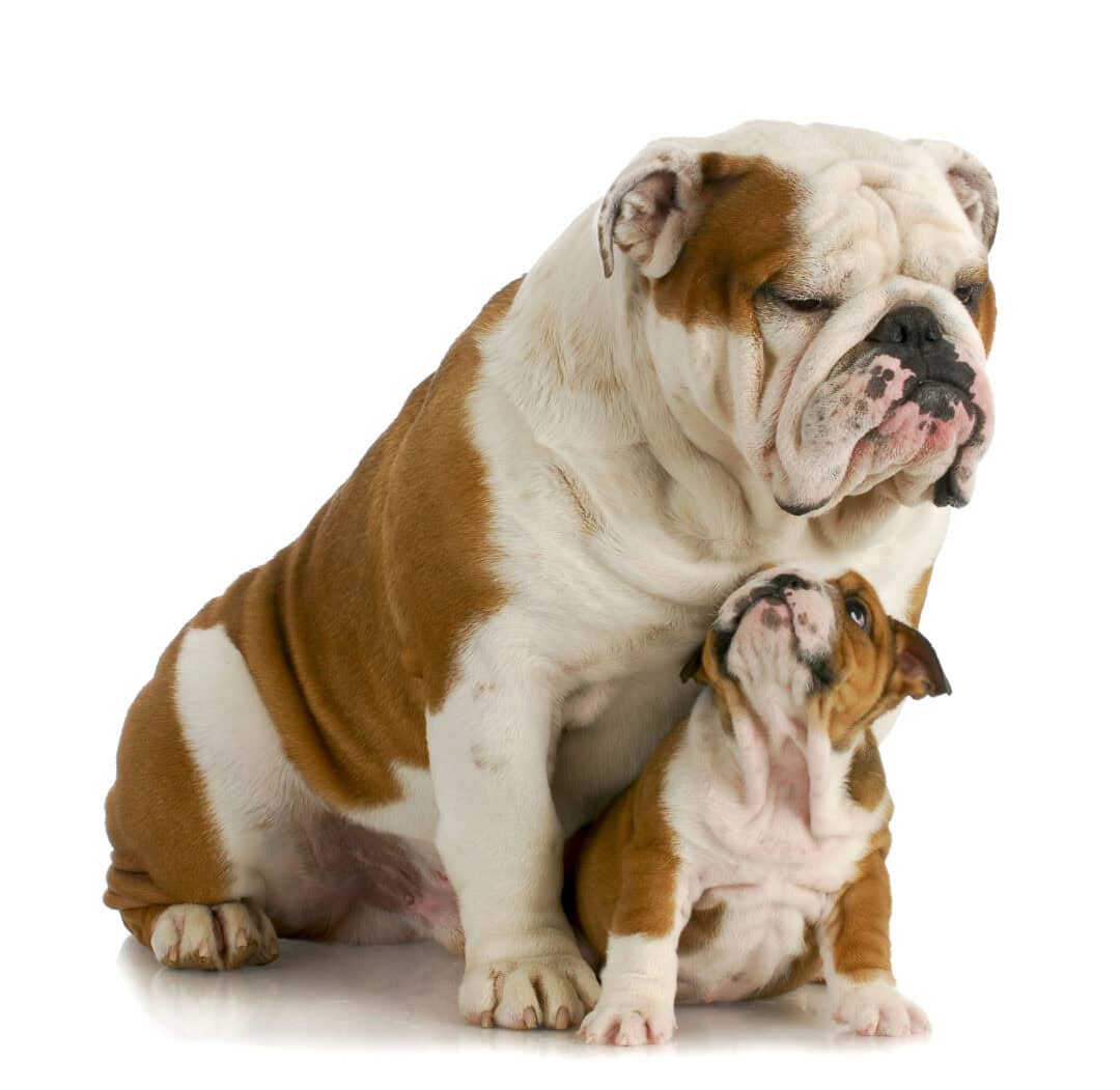 The Largest English Bulldog Ever At 95 Pounds - Animals Around The Globe