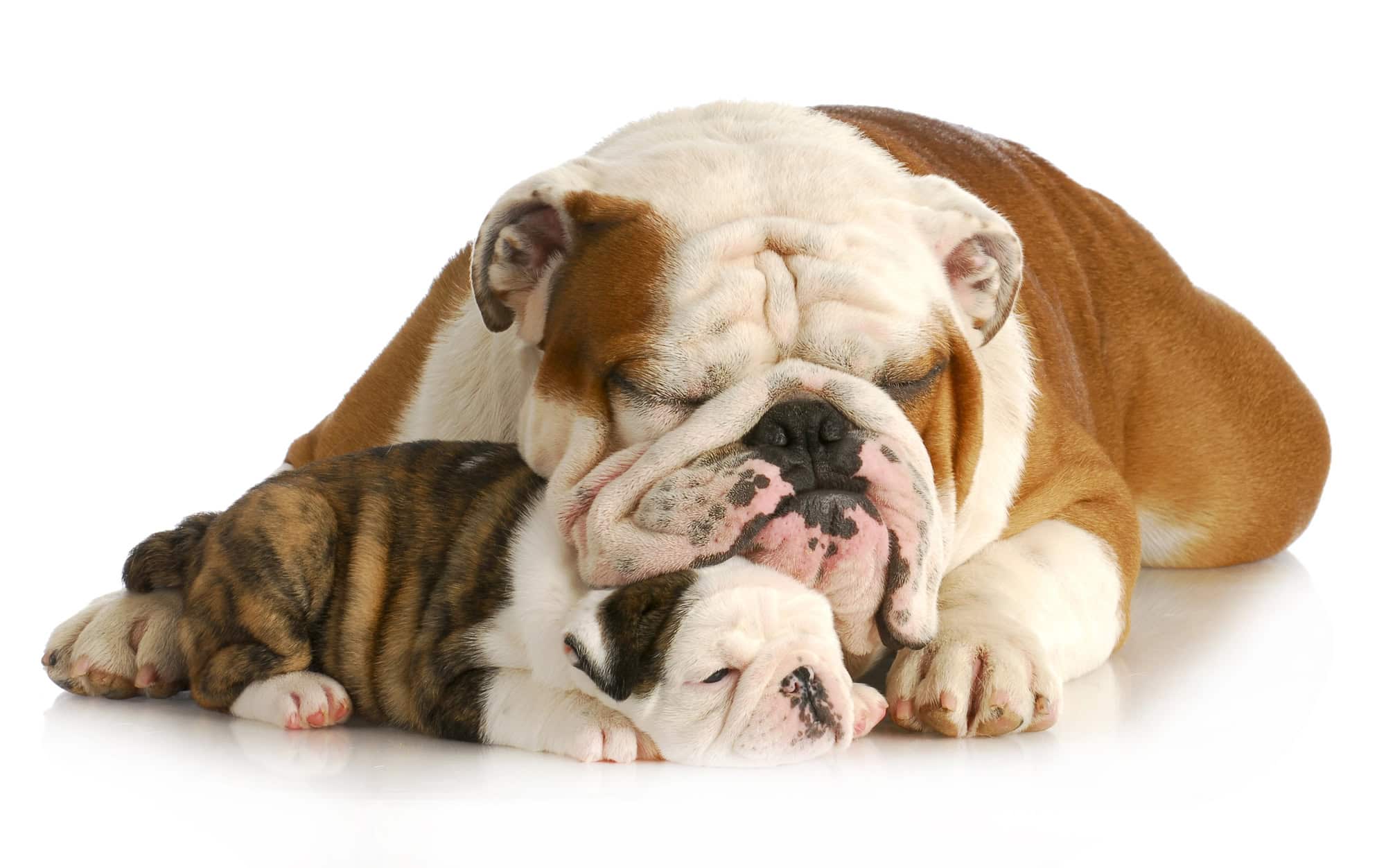 The Largest English Bulldog Ever At 95 Pounds - Animals Around The Globe