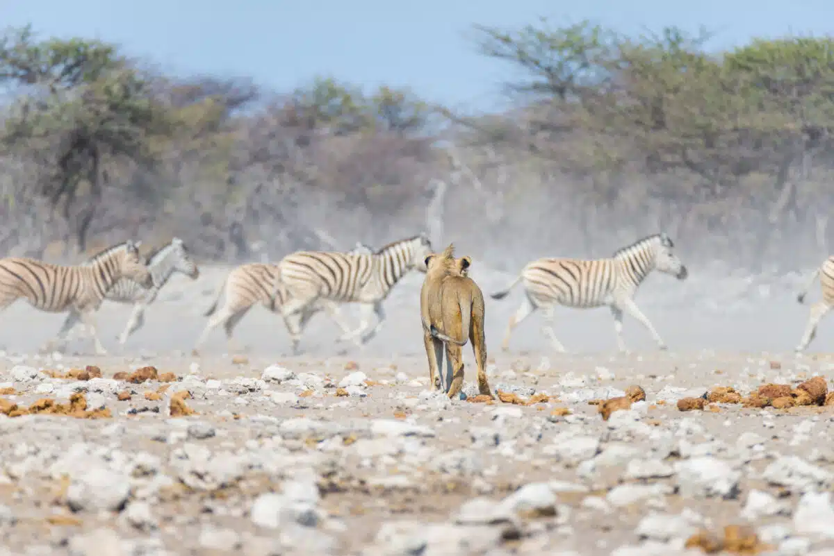 Brave Zebra Fights Back Against Lioness - Animals Around The Globe
