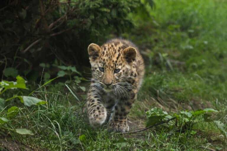 The Economics of Wildlife Trafficking: Understanding the Demand ...