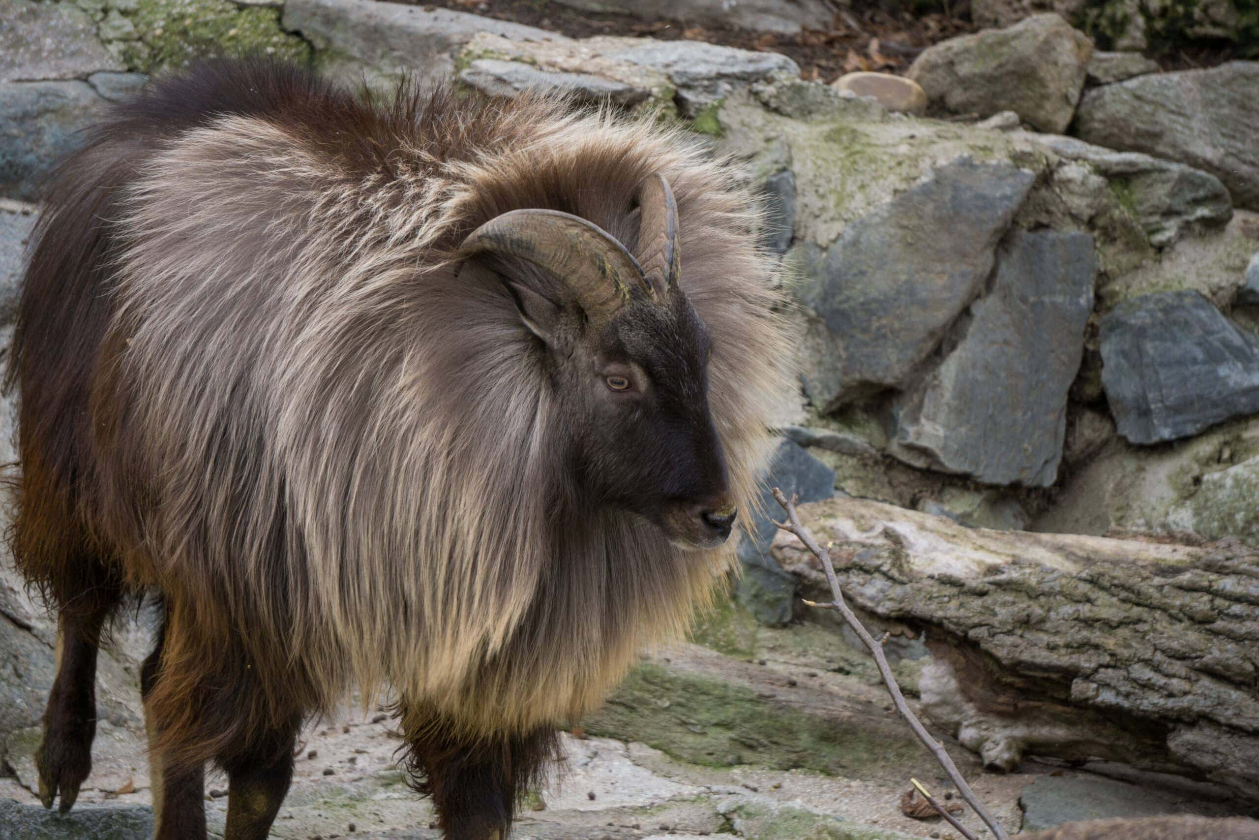 The Himalayan Tahr: Masters of Adaptation in the High Altitudes ...