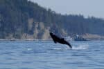 Orcas: The Ocean's Apex Predators and Masters of Collaboration ...