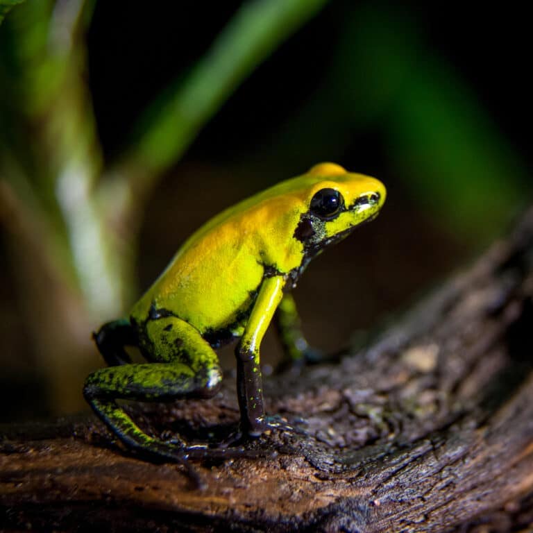 The World's Most Poisonous Frogs - Animals Around The Globe