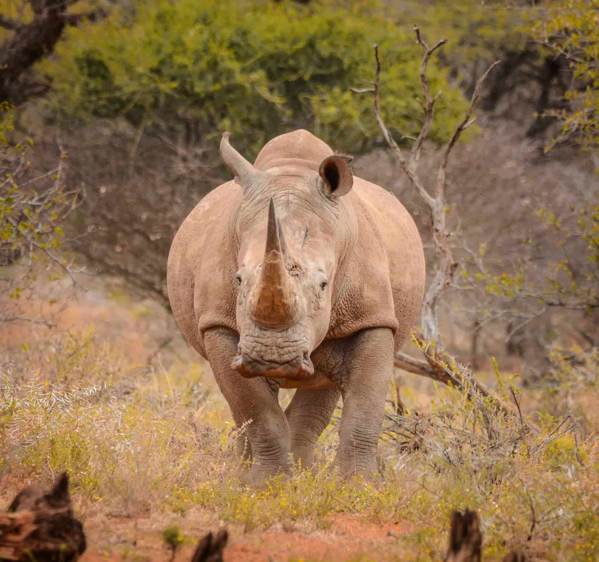 15 Amazing Facts About Rhinos You Probably Did Not Know - Animals ...