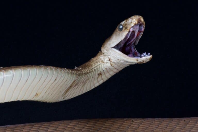 The Speed and Venom of the Black Mamba: A Snake to Avoid - Animals ...