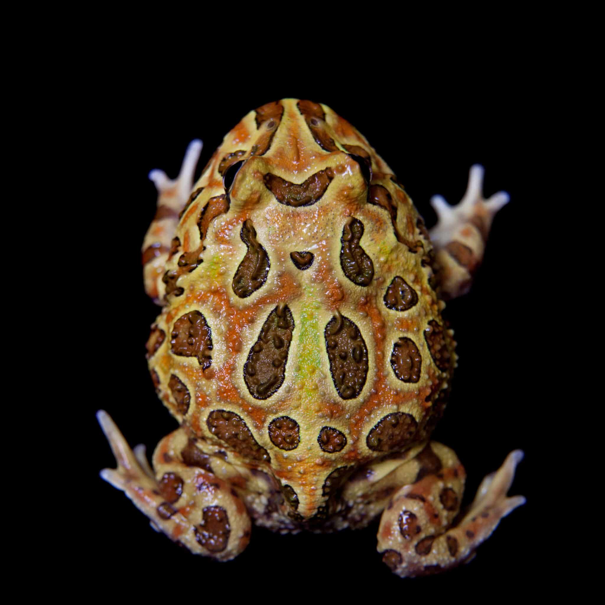 The World's Most Poisonous Frogs - Animals Around The Globe
