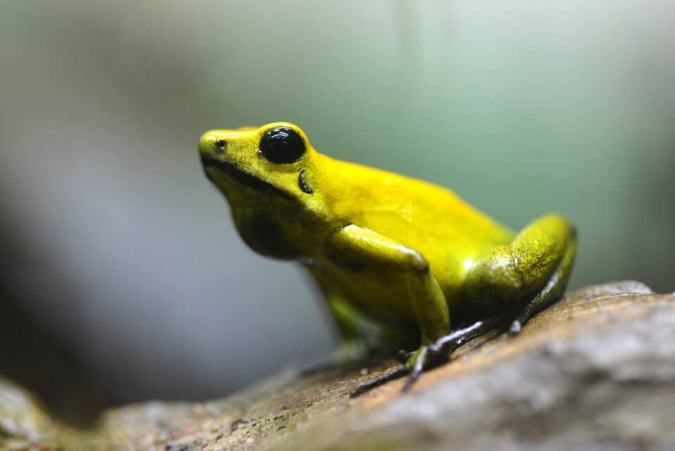 The World's Most Poisonous Frogs - Animals Around The Globe