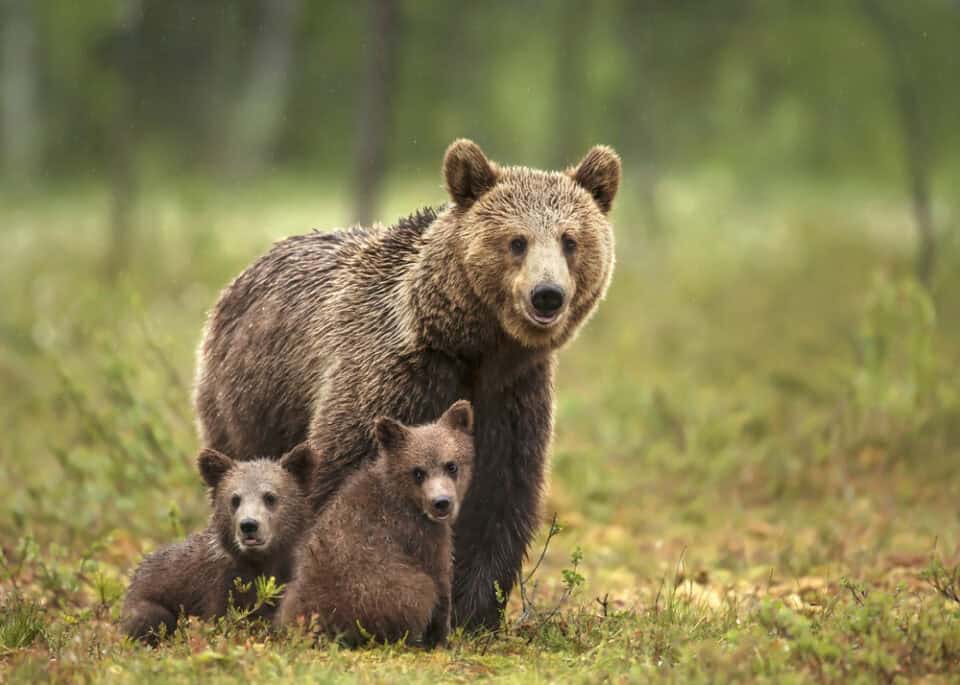 11 Facts About Bear Cubs That Will Melt Your Heart - Animals Around The ...