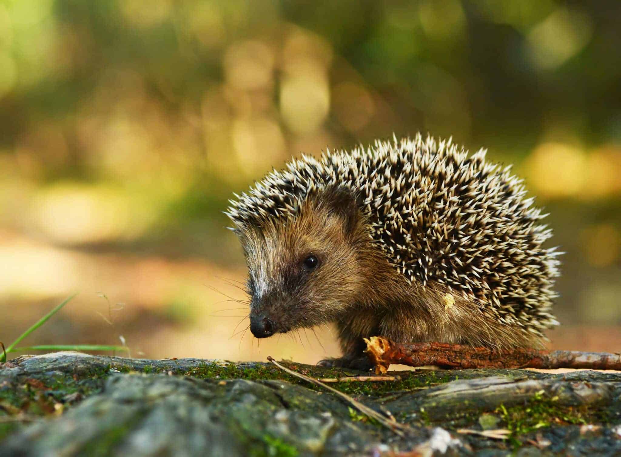 New Discovery Reveals Hedgehogs Without Spikes - Animals Around The Globe