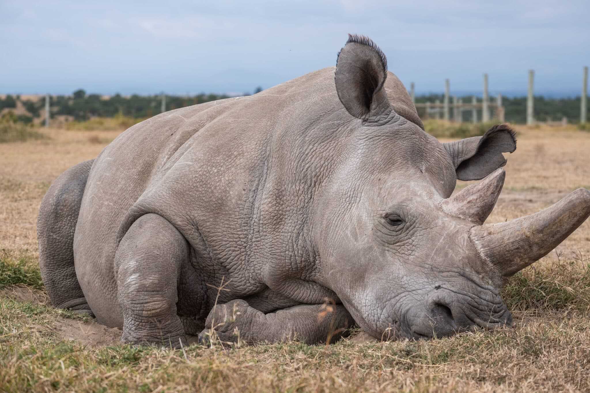 Racing Extinction: Two Northern White Rhinos Remain - First IVF ...