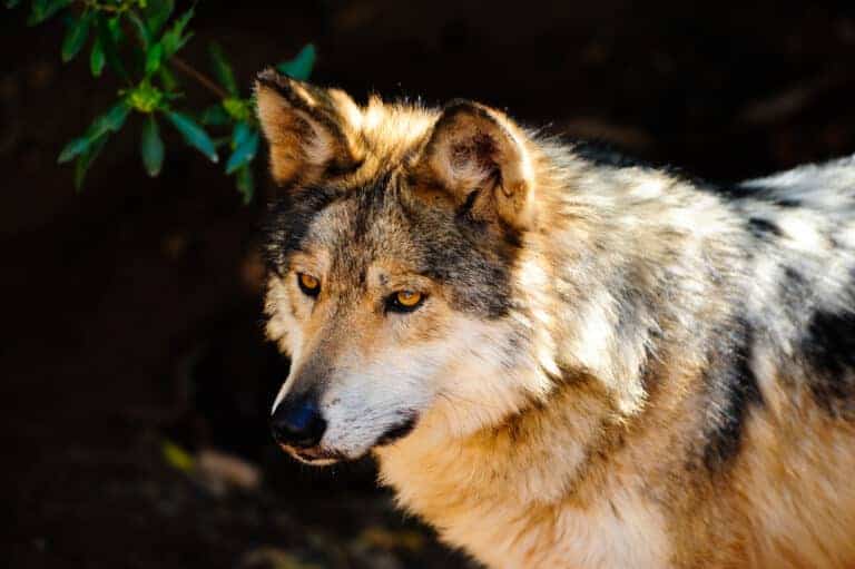 These US States Have Wild Wolves - Animals Around The Globe