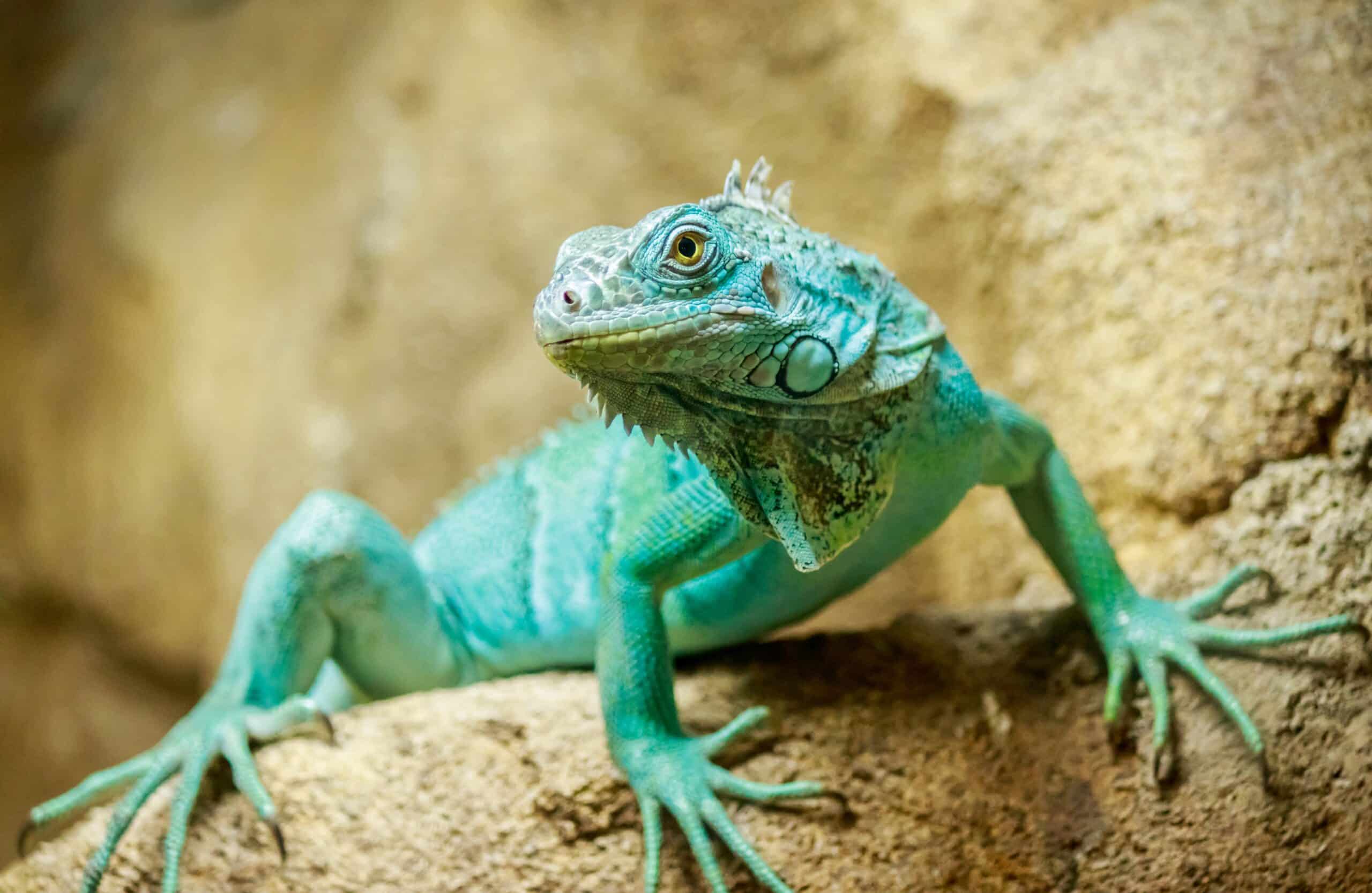 Most Popular Pets Living in New York - Animals Around The Globe