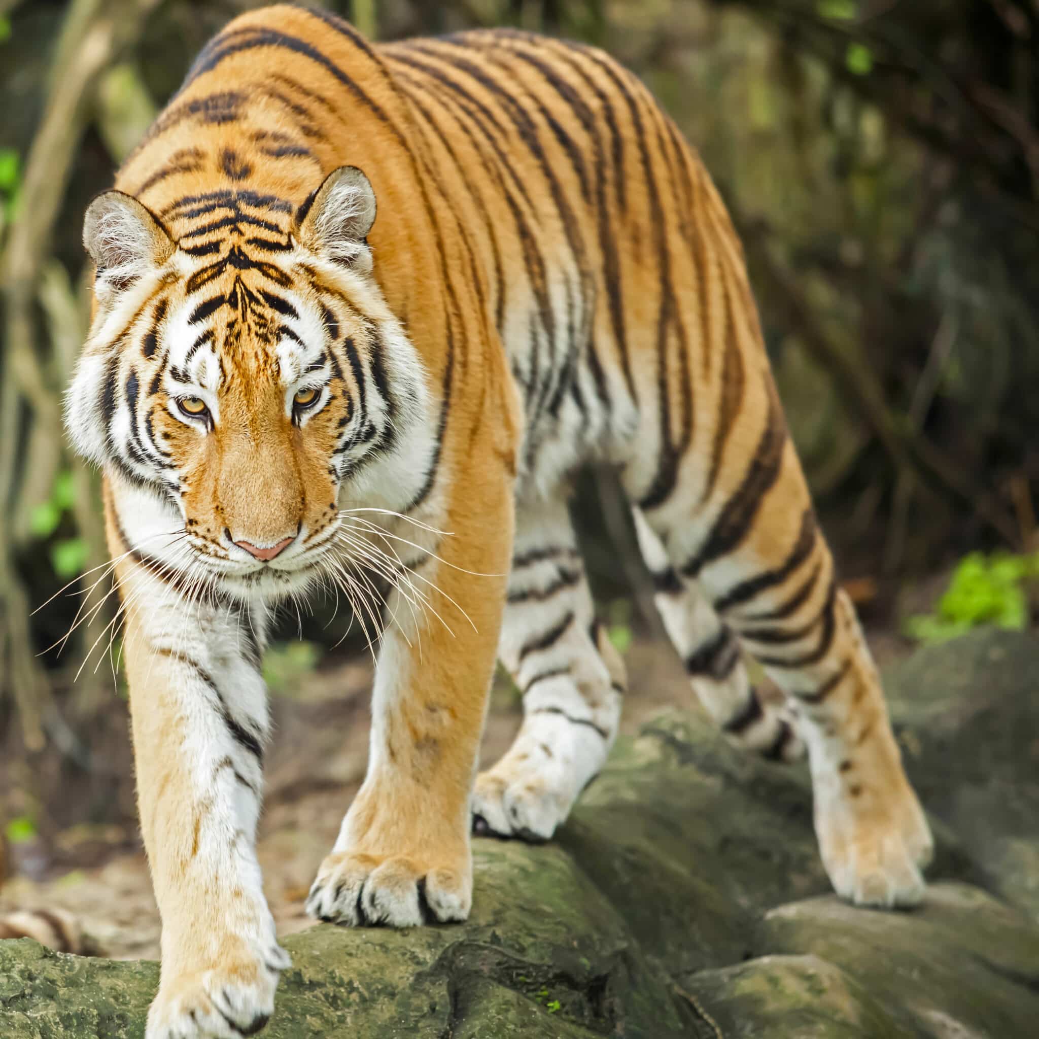 Tigers at a Crossroads: The State of the Big Cats in 2024 - Animals ...