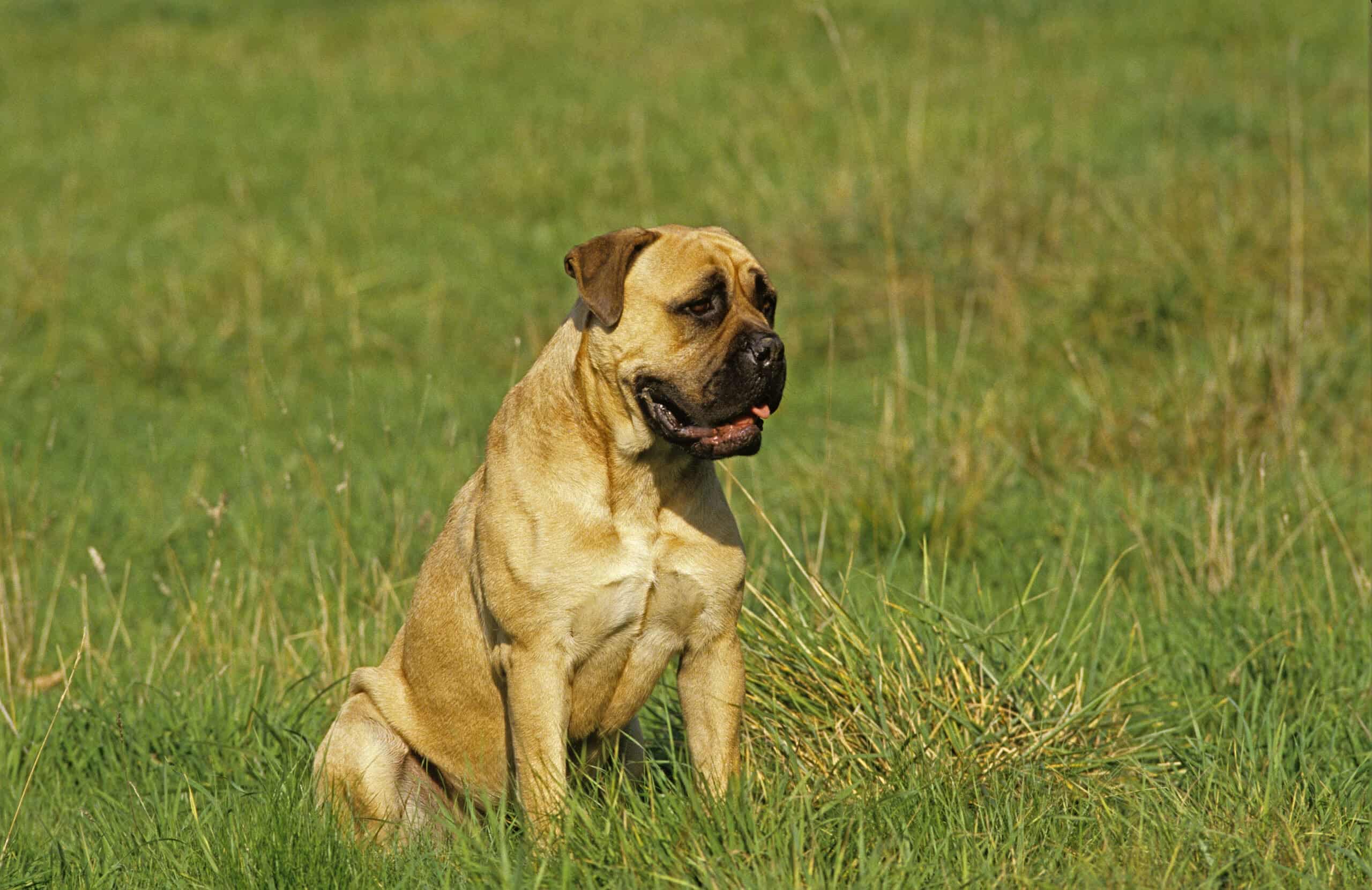 Meet he Largest Dog Breed in the World: Mastiffs - Animals Around The Globe