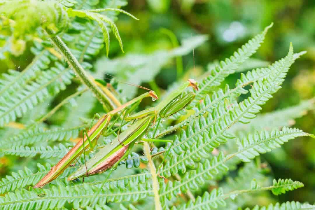 The Dark Side of Praying Mantises' Mating Rituals - Animals Around The ...