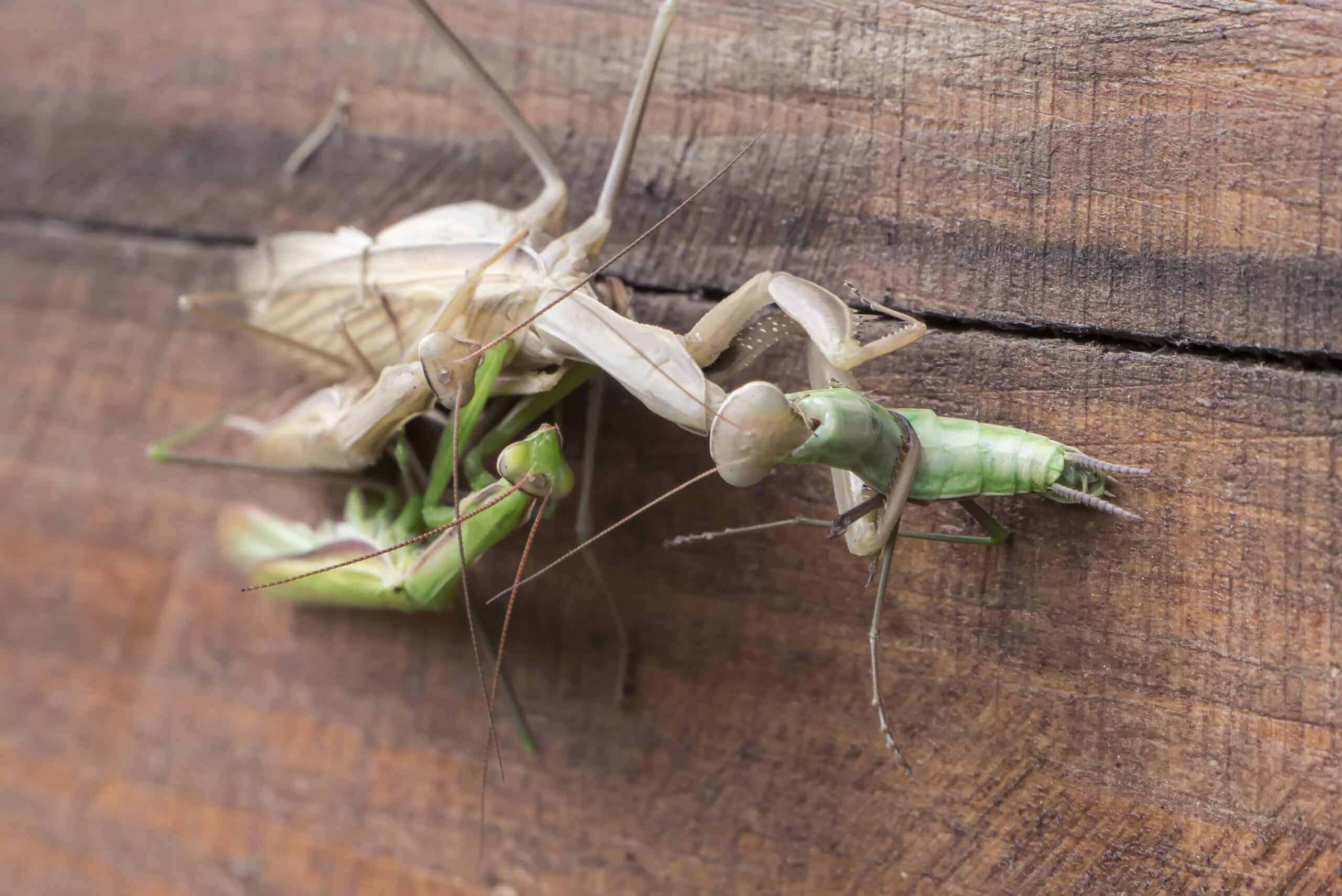 The Dark Side of Praying Mantises' Mating Rituals - Animals Around The ...