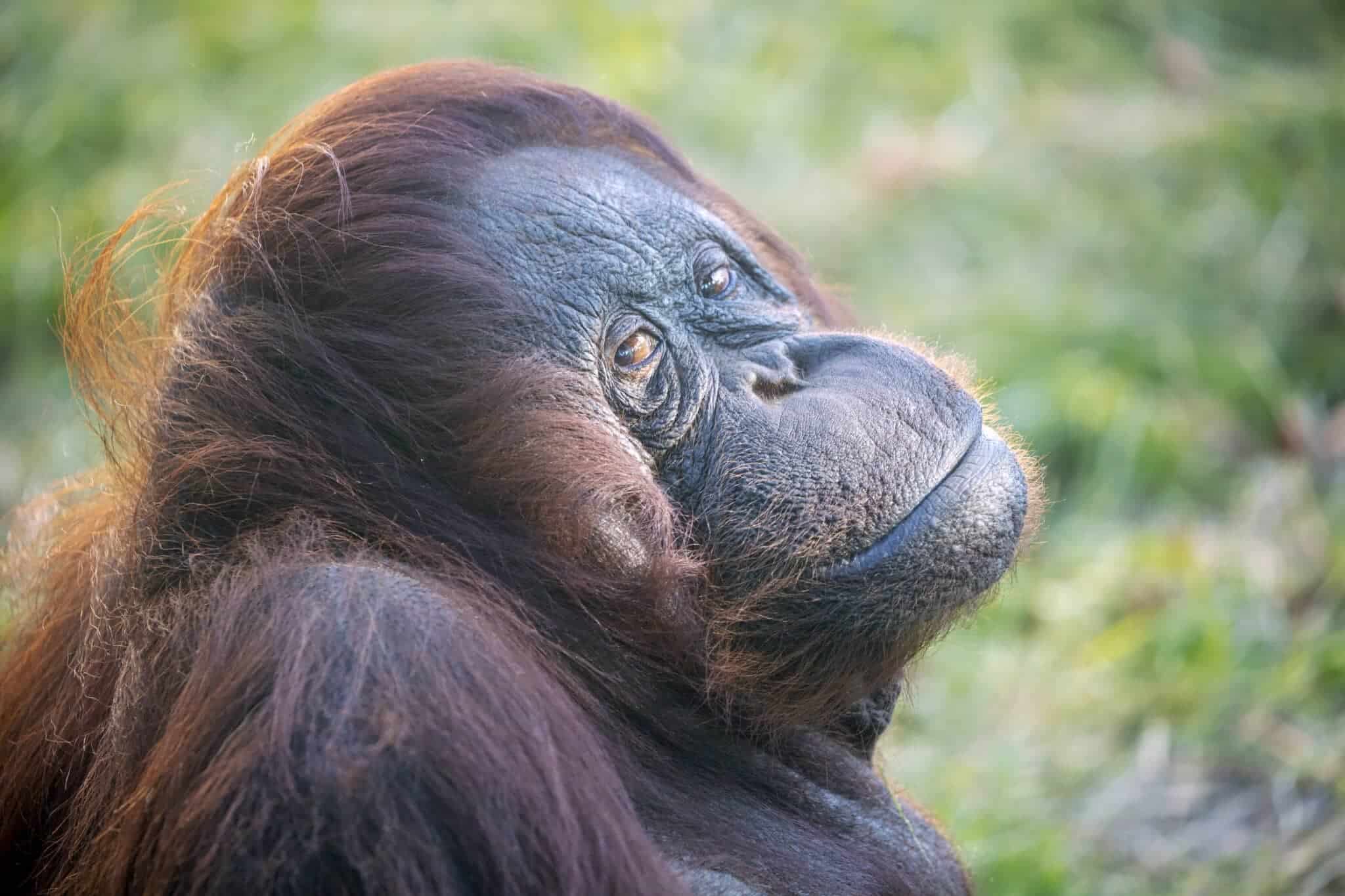 Crisis for Sumatran Orangutans: 2024 Update - Animals Around The Globe