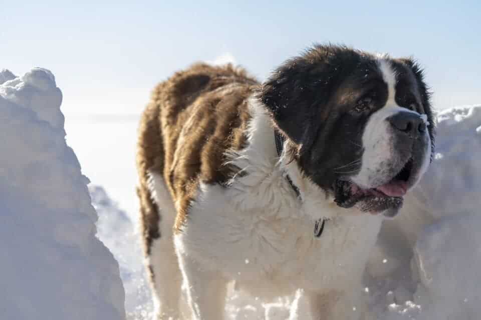 Fattest Dog In The World - Animals Around The Globe