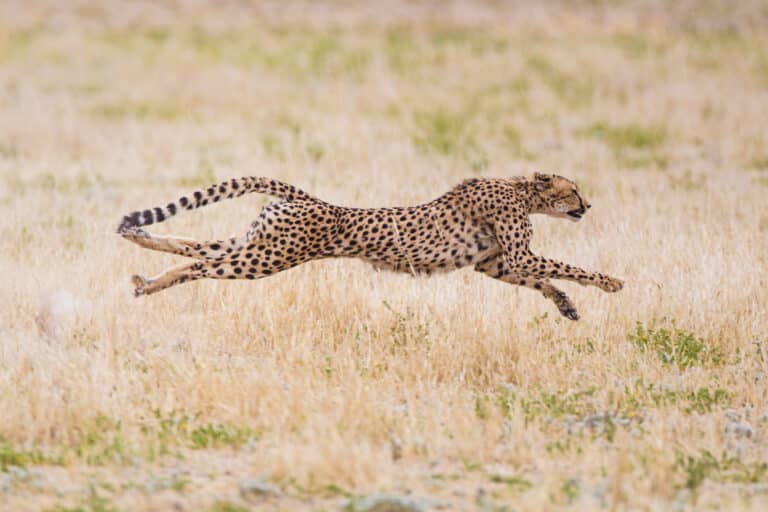 The Secret Behind Cheetahs’ Lightning Speed Uncovered