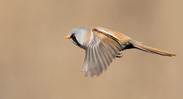 What Causes Birds to Suddenly Fall From the Sky?